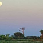 Henakisoa sy ravitoto | a traditional recipe in Madagascar